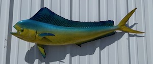 51" Cow Dolphin Full Mount Fish Replica Customer Proofs 22515 - Mount ...