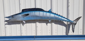 54" Wahoo & 36" Bull Dolphin Full Mount Fish Replicas Customer Proofs ...