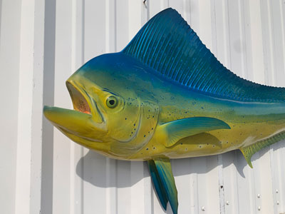 59" Cow Dolphin Full Mount Fish Replica Customer Proofs 22211 - Mount ...