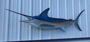 98" Striped Marlin Full Mount Fish Replica Customer Proofs 22384 ...