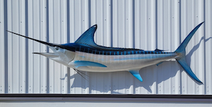 98" Striped Marlin Full Mount Fish Replica Customer Proofs 22441 ...