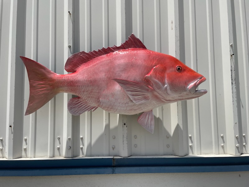 38 Inch Red Snapper Fish Mount Production Proofs - Invoice #21133 ...