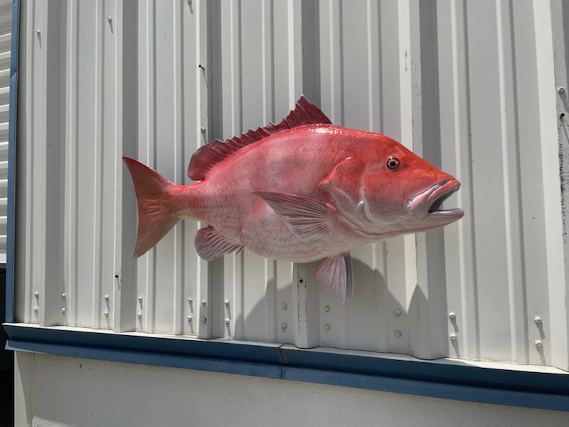 38 Inch Red Snapper Fish Mount Production Proofs - Invoice #21133 ...