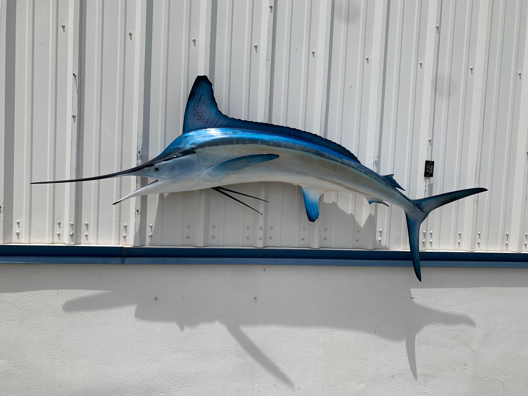 87 Inch White Marlin Fish Mount Production Proofs - Invoice #21720 ...