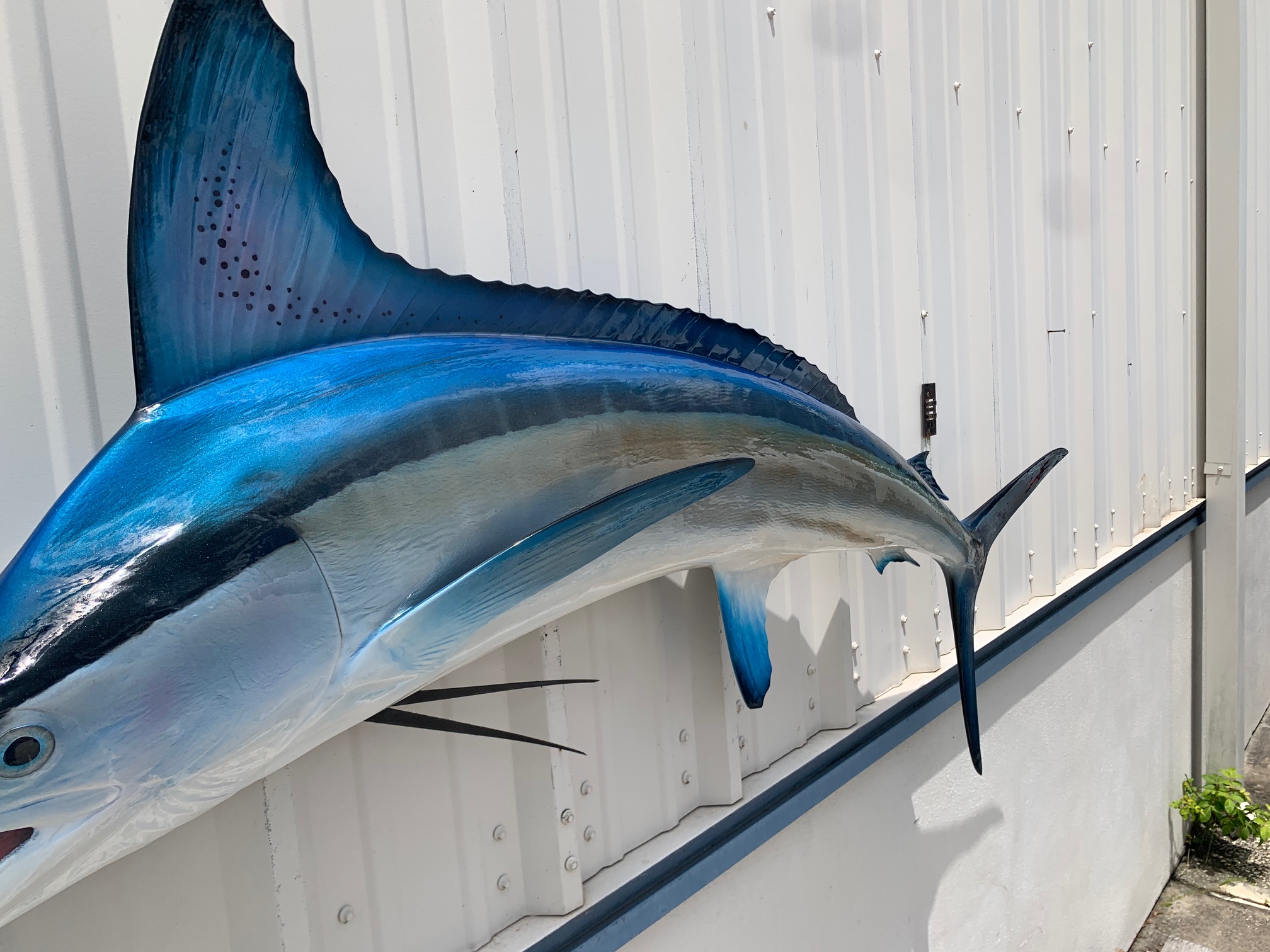 87 Inch White Marlin Fish Mount Production Proofs - Invoice #21720 ...