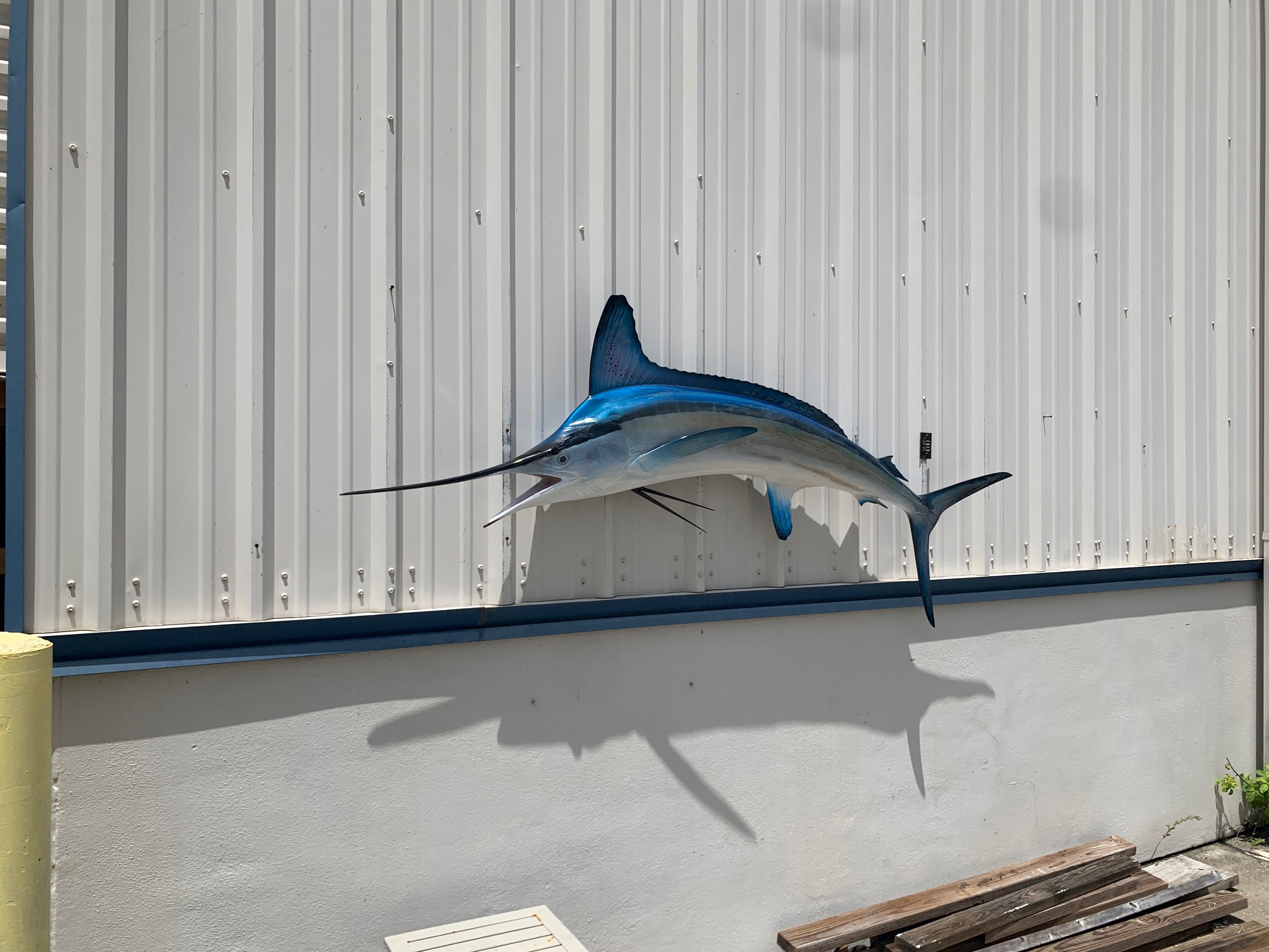 87 Inch White Marlin Fish Mount Production Proofs - Invoice #21720 ...