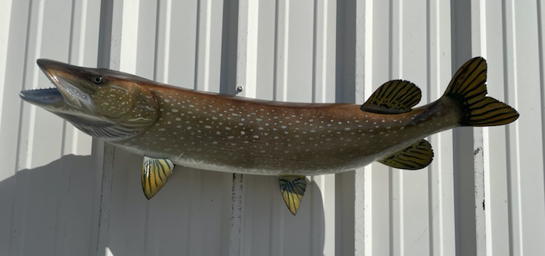 40 Inch Northern Pike Fish Mount Production Proofs - Invoice #21221 ...