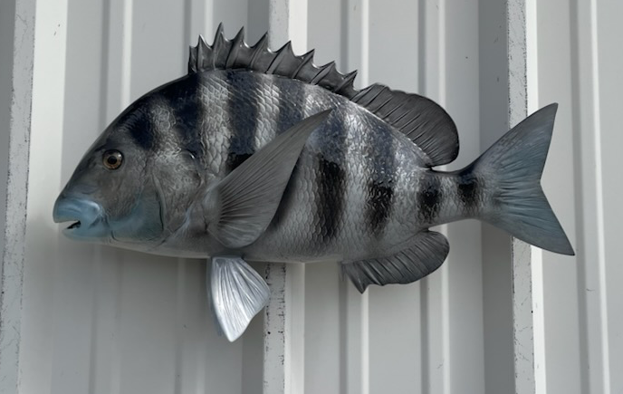 23 Inch Sheepshead Fish Mount Production Proofs - Invoice #21364 ...