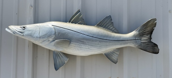 36 Inch Snook Fish Mount Production Proofs - Invoice #21469 - Mount ...