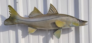 31" Snook Full Mount Fish Replica Customer Proofs Craig - Mount This Fish Co.