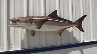 56 Inch Cobia Mount 56 Inch Cobia Full Mount 56 Inch Cobia Replica