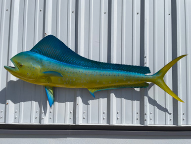 59 Inch Cow Dolphin Fish Mount Replica Reproduction For Sale