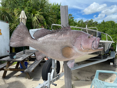 40 Inch Kitty Mitchell Grouper Fish Mount Replica Reproduction