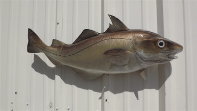 Quick Production 33" Haddock Mount Haddock Reproduction Replica