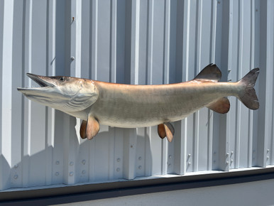 47 Inch Muskie Fish Mount | Muskie Replica Reproduction