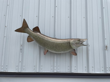 48 Inch Muskie Fish Mount Replica Reproduction For Sale