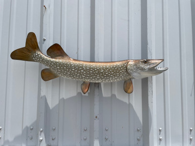 In Stock 32 Inch Northern Pike Full Mount In Stock 32 Inch Northern ...