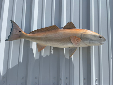 36 Inch Redfish Fish Mount Replica Reproduction For Sale