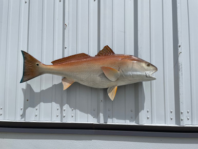 40 Inch Redfish Fish Mount Replica