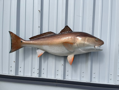 In Stock 40 Inch Redfish Full Mount In Stock 40 Inch Redfish Replica 40 ...
