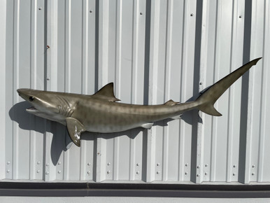 In Stock 51 Inch Tiger Shark Full Mount In Stock 51 Inch Tiger Shark ...
