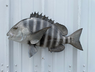 In Stock 23 Inch Sheepshead Mount In Stock 23 Inch Sheepshead Full ...