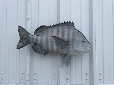 25 Inch Sheepshead Fish Mount Replica Reproduction For Sale