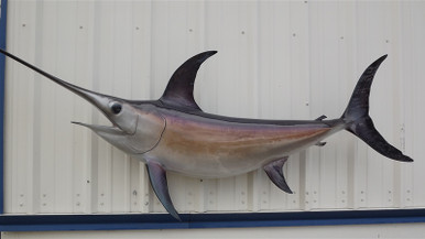 100 Inch Broadbill Swordfish Mount by Mount This Fish Company