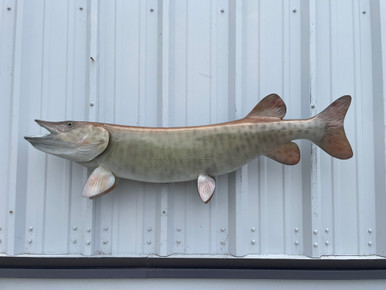 In Stock 47 Inch Muskie Fish Mount In Stock 47 Inch Muskie Full Mount ...