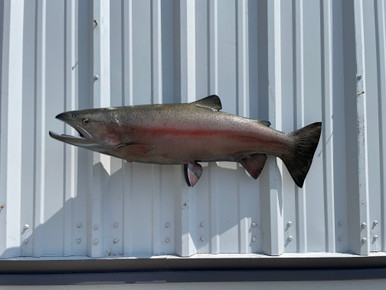 33 Inch Steelhead Trout Fish Mount In Stock, 33 Inch Steelhead Trout ...