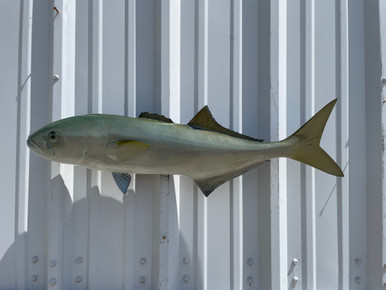 In stock 31 Inch Bluefish Fish Mount Replica Reproduction For Sale