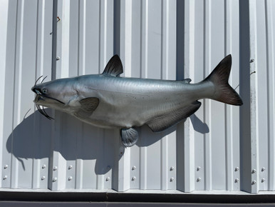 34 Inch Blue Catfish Full Mount 34 Inch In Stock Blue Catfish Replica ...