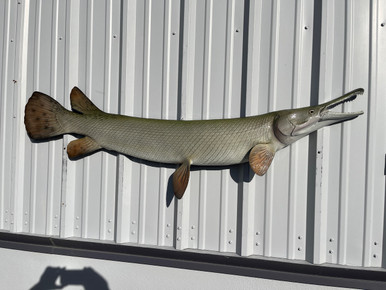 64 inch alligator gar half sided fish mount replica