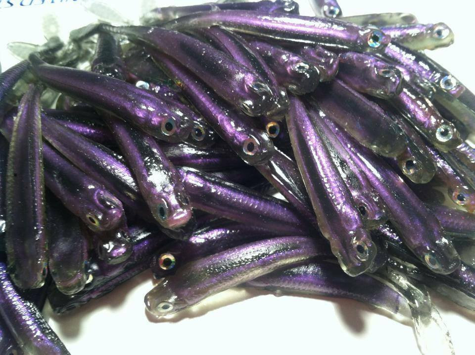 3.5" Drop Shot Minnow Color: Smoked Purple 30 count pack (Pre Order 2-3 ...