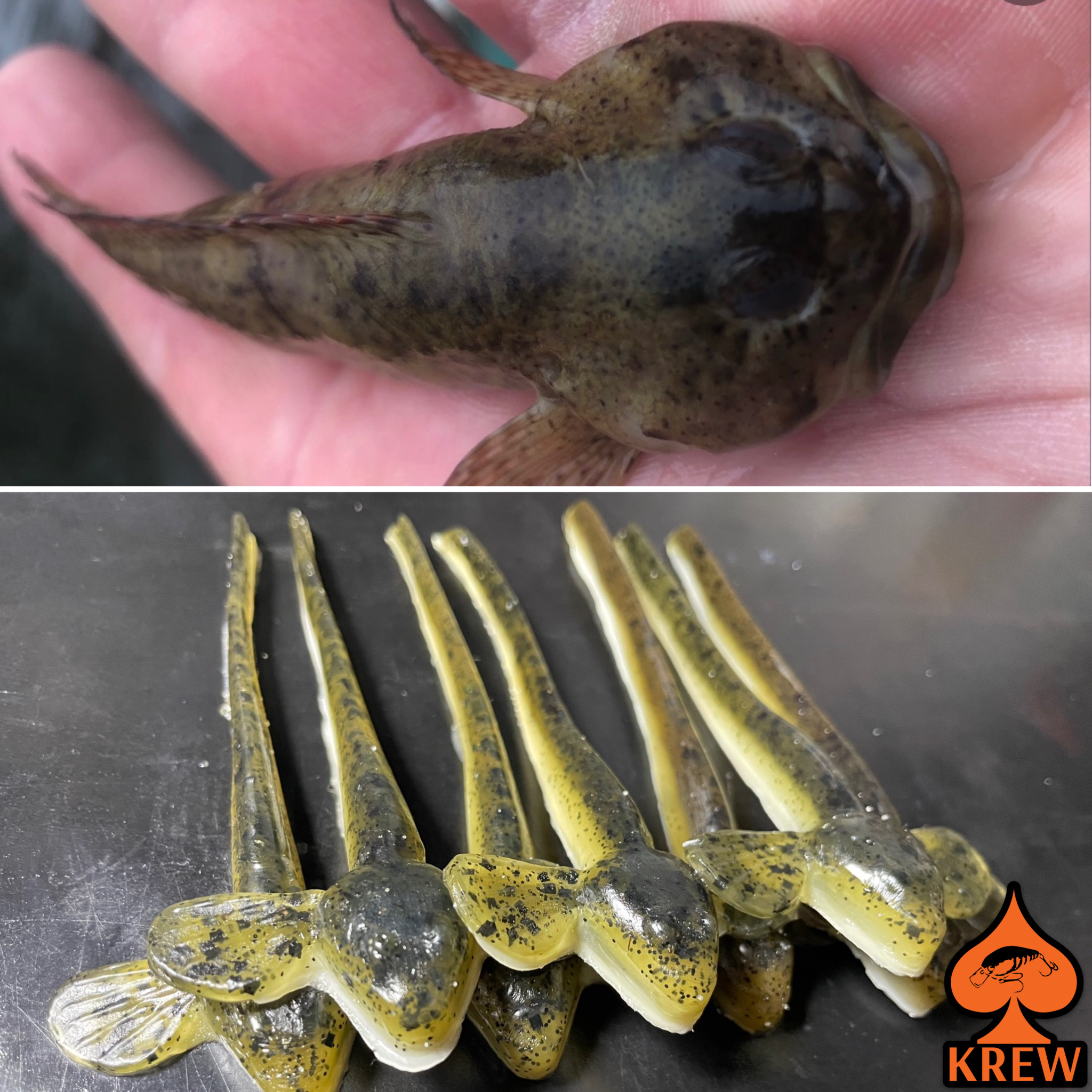 4" Drop Shot / Ned Rig GOBIE Color: Errie Gobie 30 count pack (Pre ...