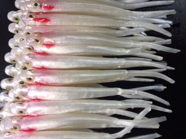 5.5" Ripper Minnow Color: Bleeding Shad 25 count pack (Pre Order 2-3 ...