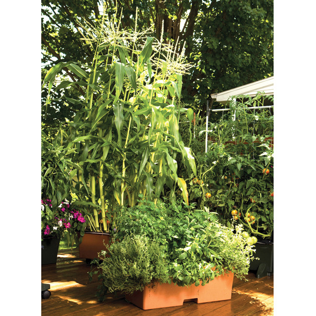 Vegetable Growing Kit | Container Gardening | EarthBox