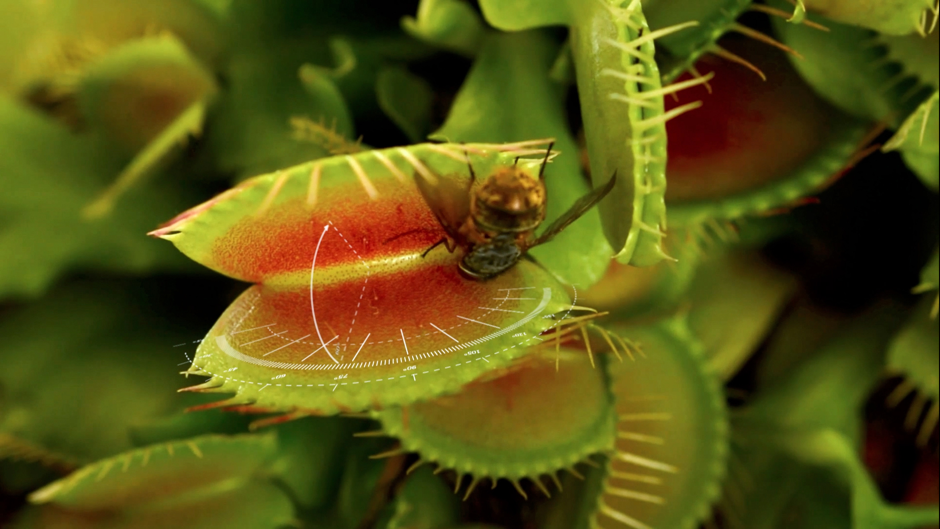 STEM | Bug killers and repellents that scientifically decode mother ...