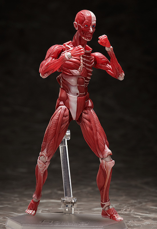 figma: figma - Human Anatomical Model (#SP-142) - Entertainment Hobby ...