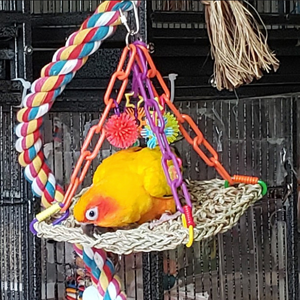 Foraging & Climbing Bird Toys - Flying Trapeze - Mini - 9" x 7" x 6"