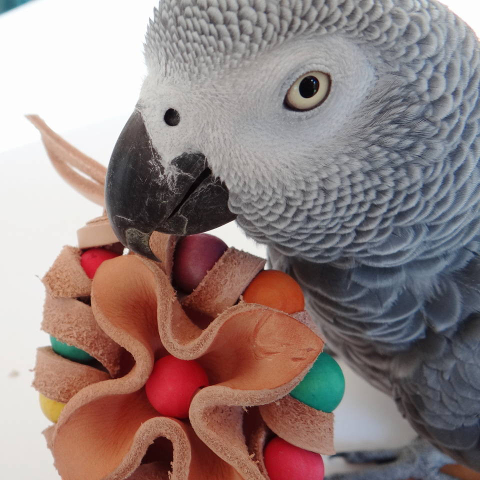 Pablo's Leather Flower Rattle Bird Foot Toy - made in Australia