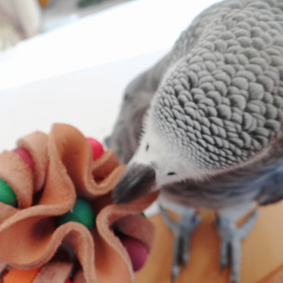 Pablo's Leather Flower Rattle Bird Foot Toy - made in Australia