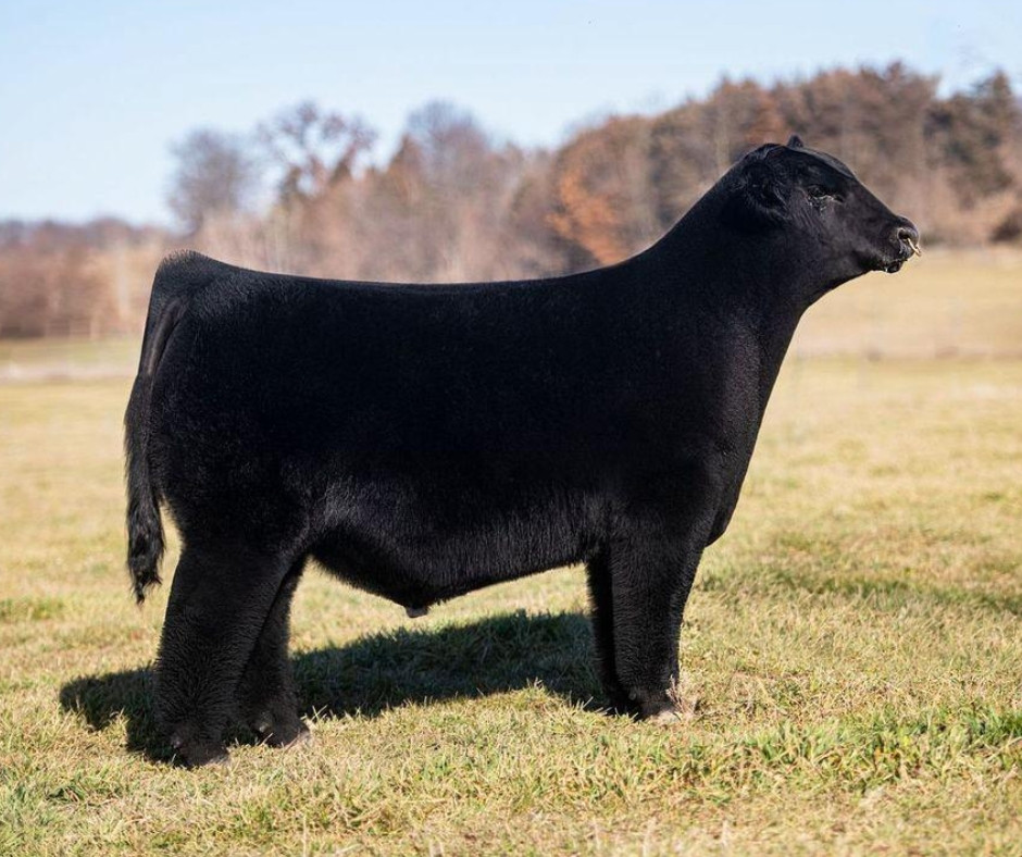 Cattle Visions | America's Premier Multi-Breed Semen Distributor