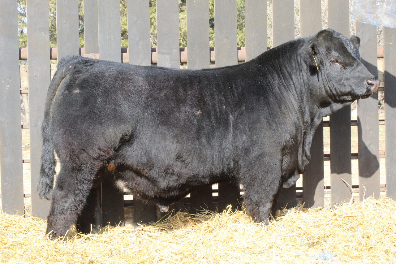 SAS Black Majic L334 - CATTLE VISIONS