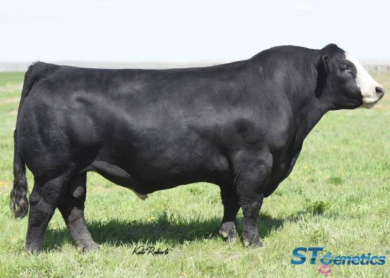 HOOKS BOUNTY 6B • Cattle Visions • Premier Multi-Breed Online Semen ...