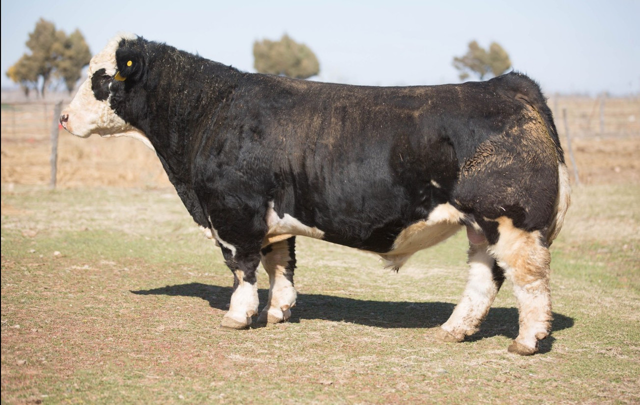 Front & Center - CATTLE VISIONS