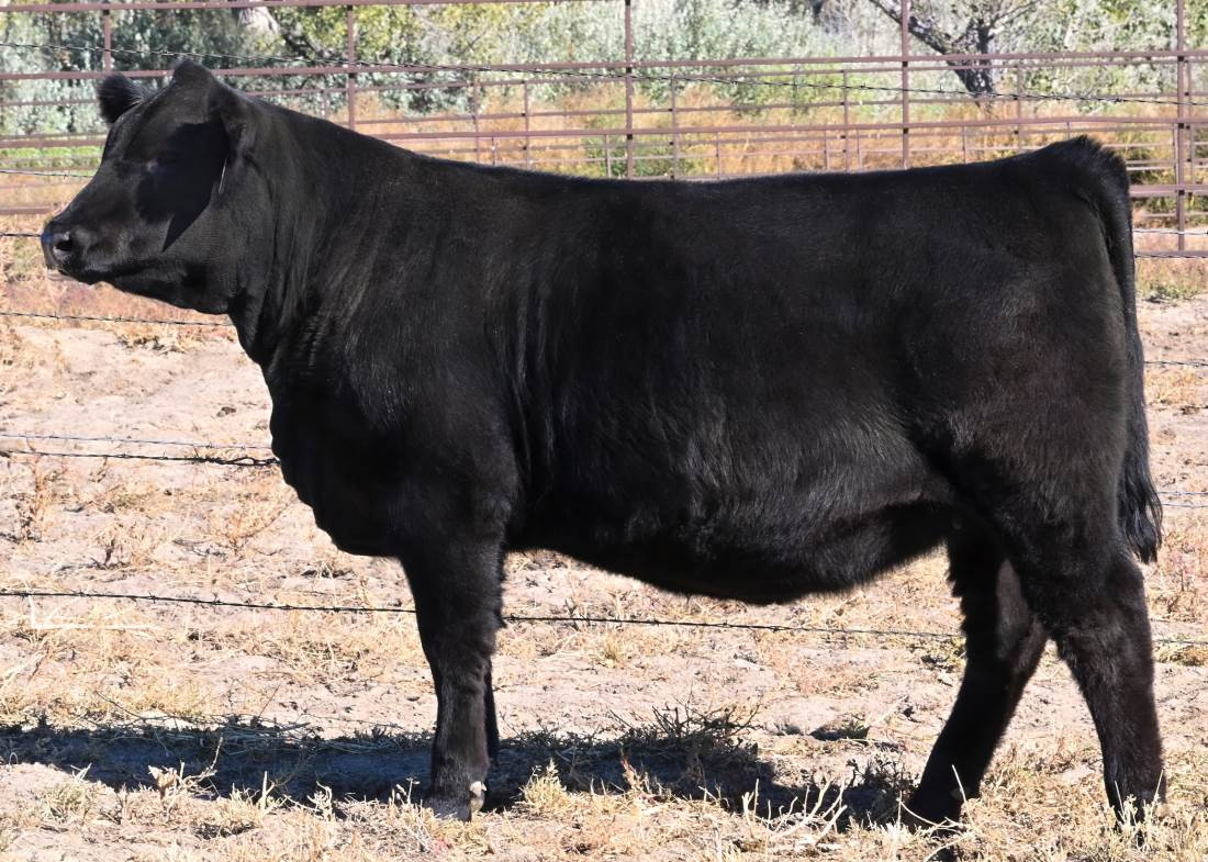 Myers Fair-N-Square M39 • Cattle Visions • Premier Multi-Breed Online ...