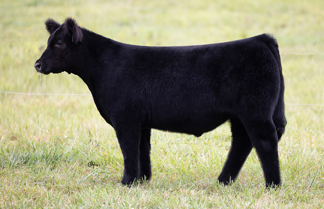 Poncho • Cattle Visions • Premier Multi-Breed Online Semen Distributor