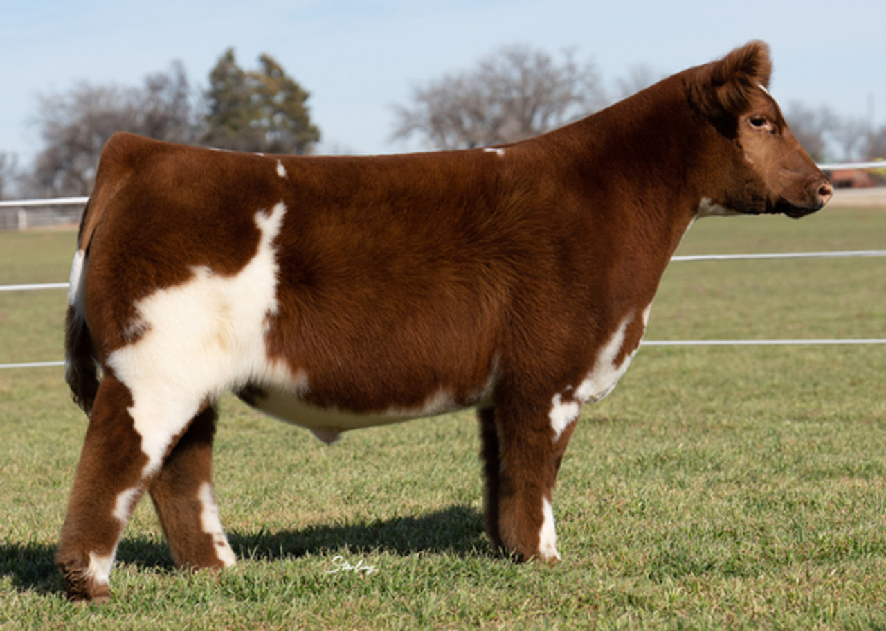Problem Solved • Cattle Visions • Premier Multi-Breed Online Semen ... Problem Solved • Cattle Visions • Premier Multi-Breed Online Semen ...