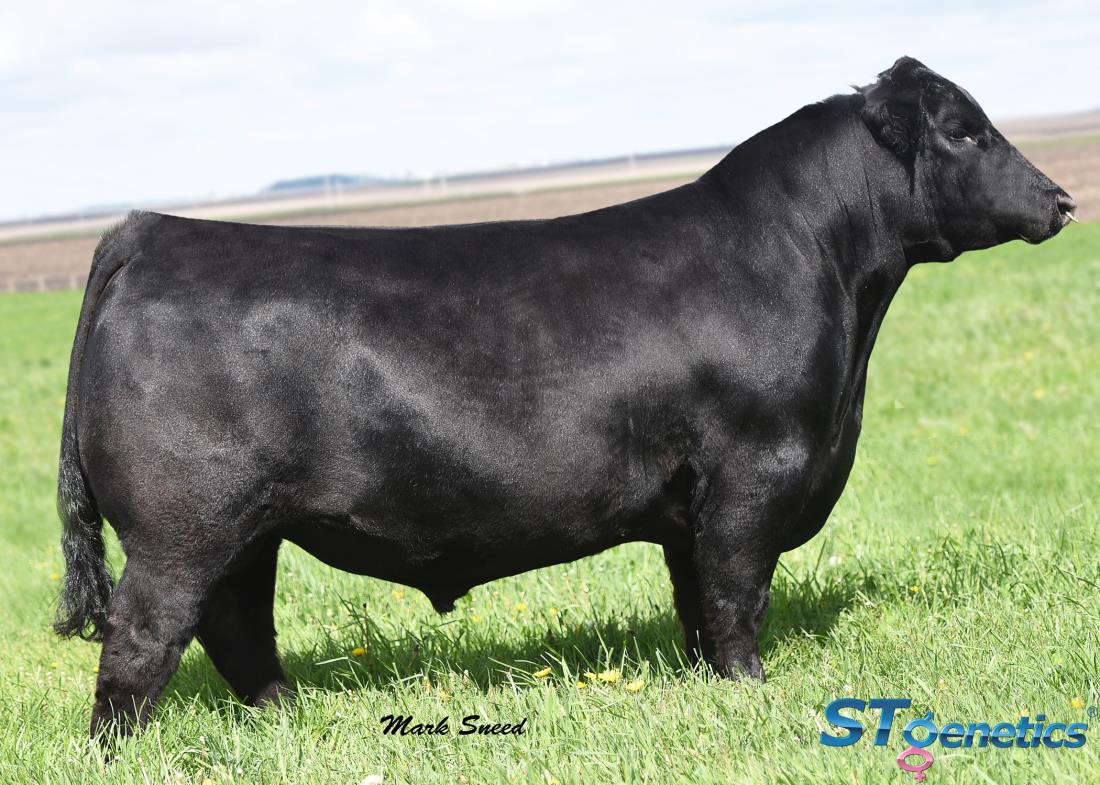 PVF Surveillance 4129 • Cattle Visions • Premier Multi-Breed Online ...